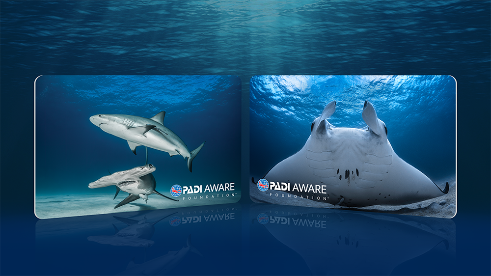 PADI eCard - What You Need to Know - PADI Pros