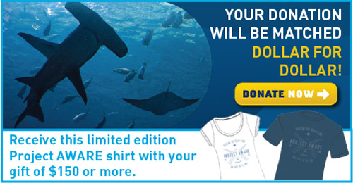 Celebrate #GivingTuesday – Give Back to the Ocean you Love - PADI Pros