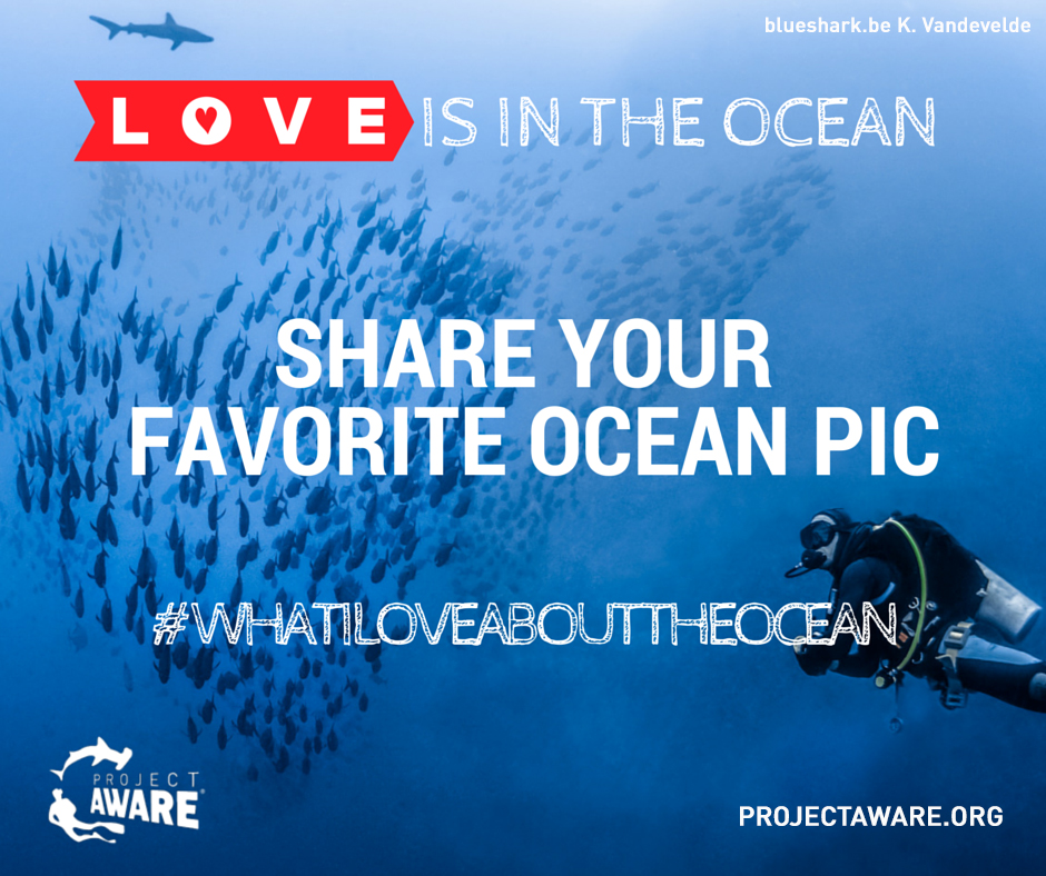 What Do You Love About the Ocean? - PADI Pros
