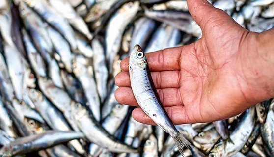 To eat or not to eat - PADI Pros