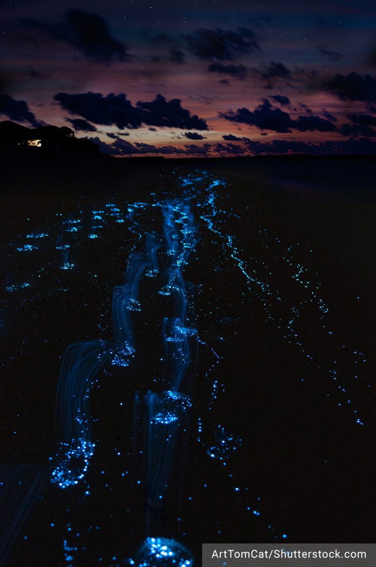 Noctiluca-Scintillans - PADI Pros