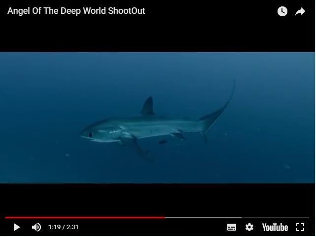 Angel of the Deep - PADI Pros