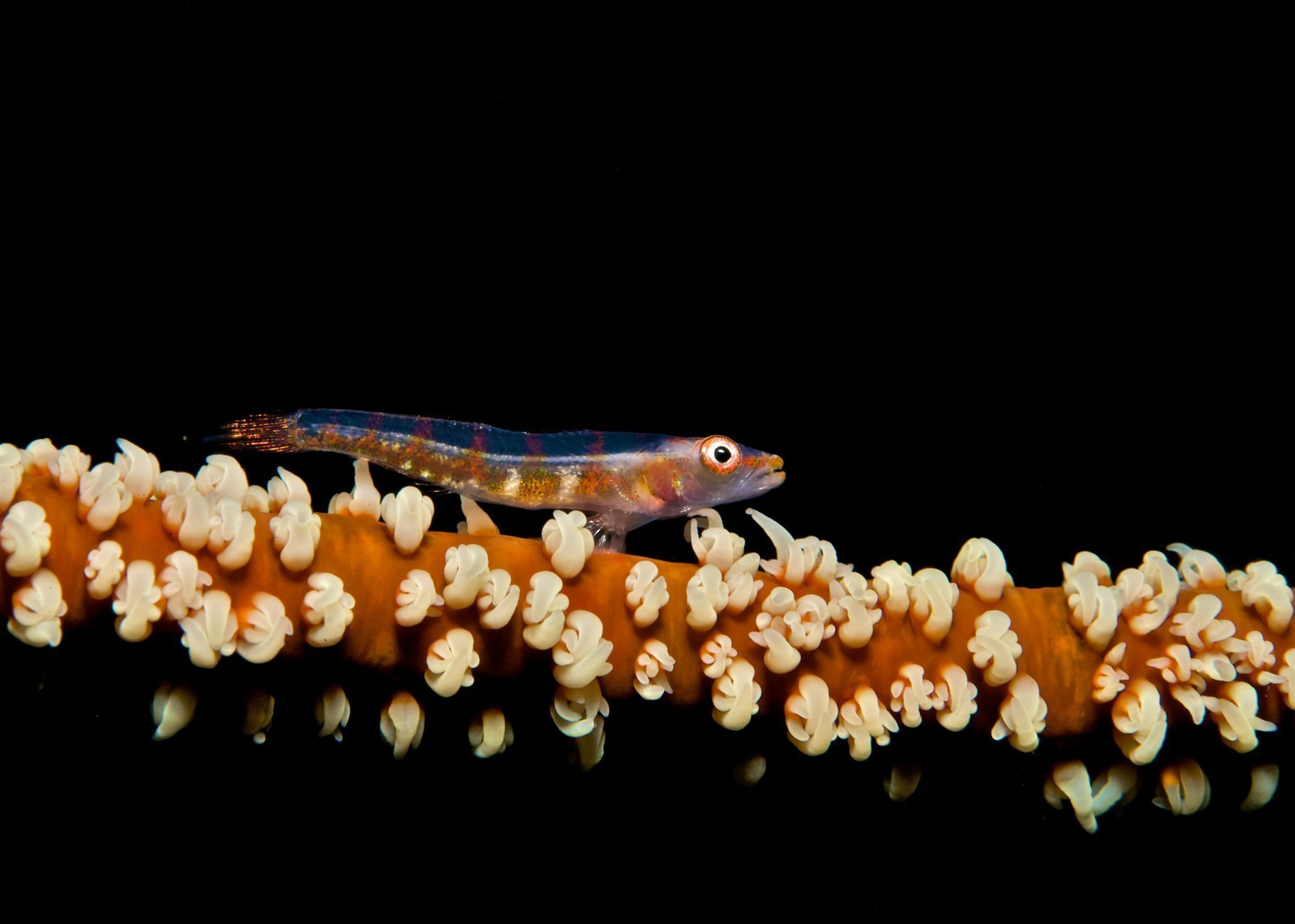 whip coral goby - PADI Pros