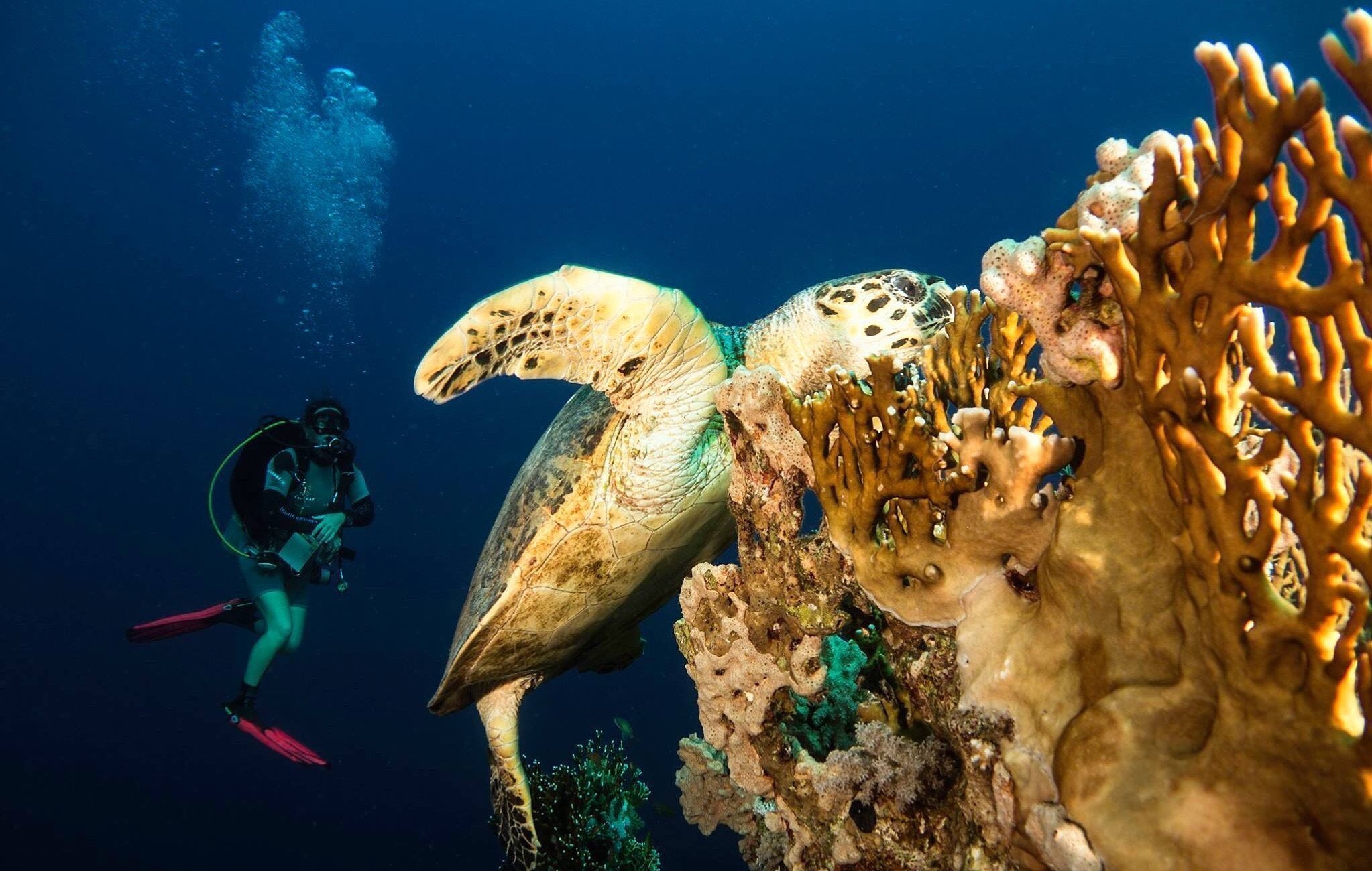 PADI Women’s Dive Day – An Interview with PADI CD Jilly Healey - PADI Pros