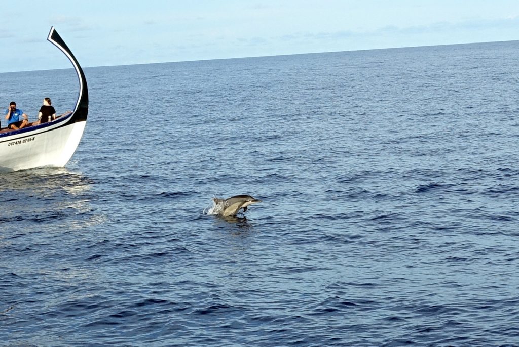 Spinner normal jump - PADI Pros