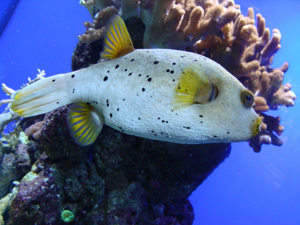 The poisonous pufferfish: Their true story - PADI Pros