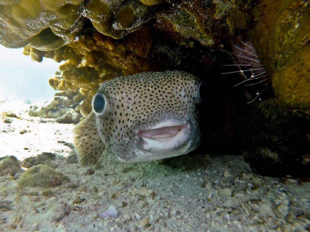 The poisonous pufferfish: Their true story - PADI Pros