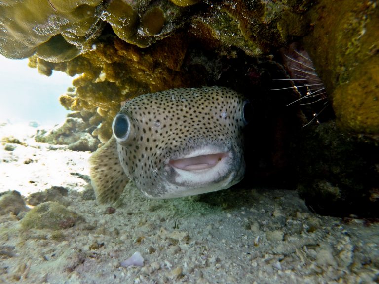 The poisonous pufferfish: Their true story - PADI Pros
