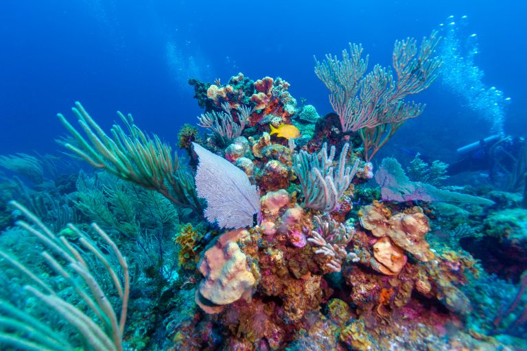 coral-reef-cuba - PADI Pros