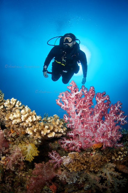 PADI Women's Dive Day - A celebration of women in diving - PADI Pros