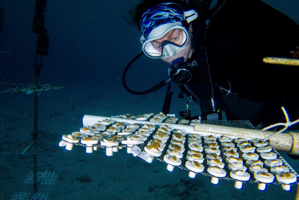Becoming a PADI Eco Center: Seattle Dive Tours, USA - PADI Pros