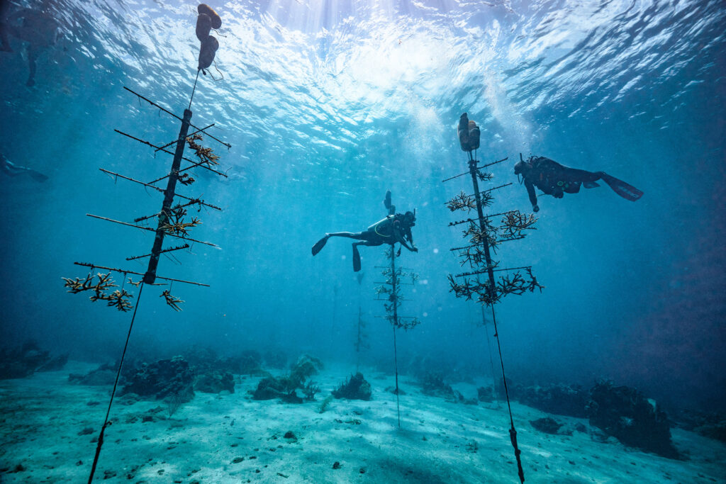 100 Reasons to Be a PADI Pro - PADI Pros